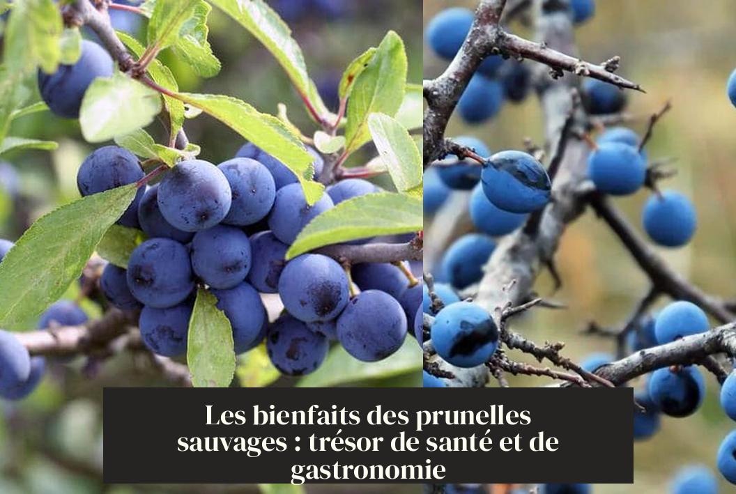Les bienfaits des prunelles sauvages : trésor de santé et de ...