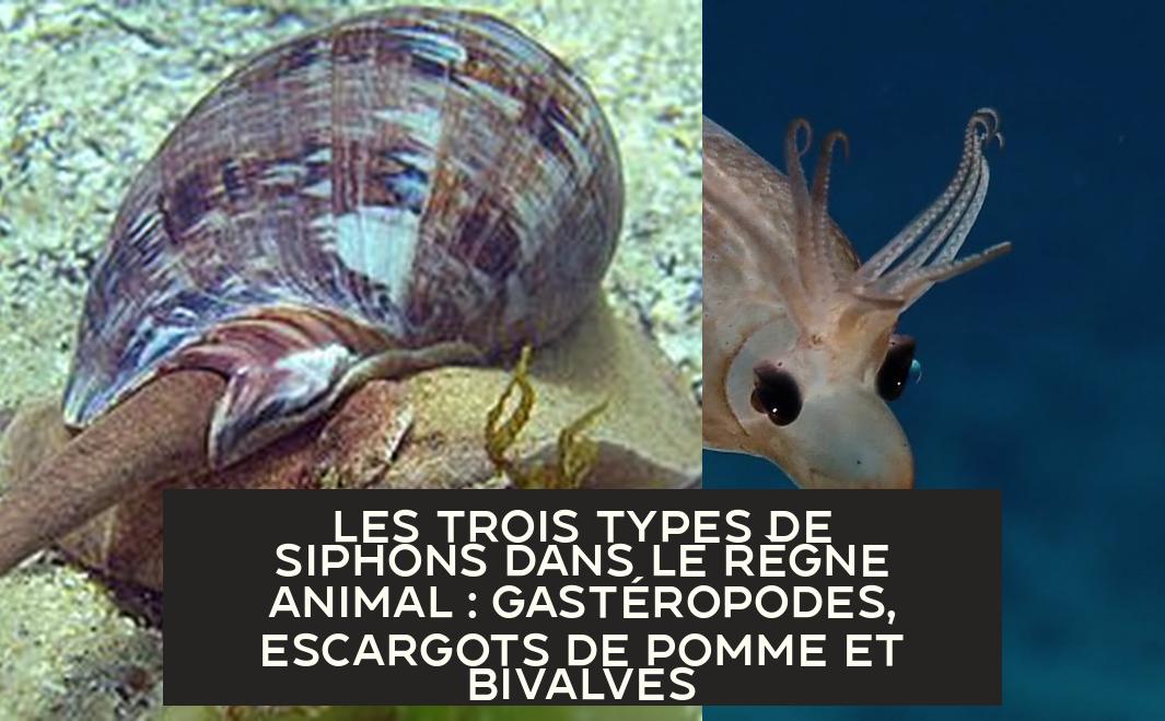 Les trois types de siphons dans le règne animal : Gastéropodes ...