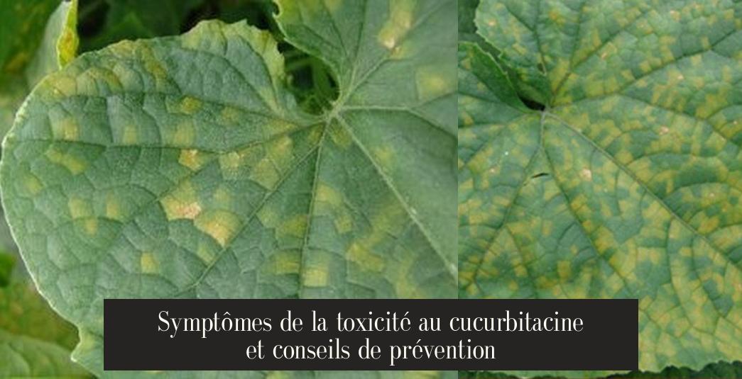 Symptômes de la toxicité au cucurbitacine et conseils de prévention ...
