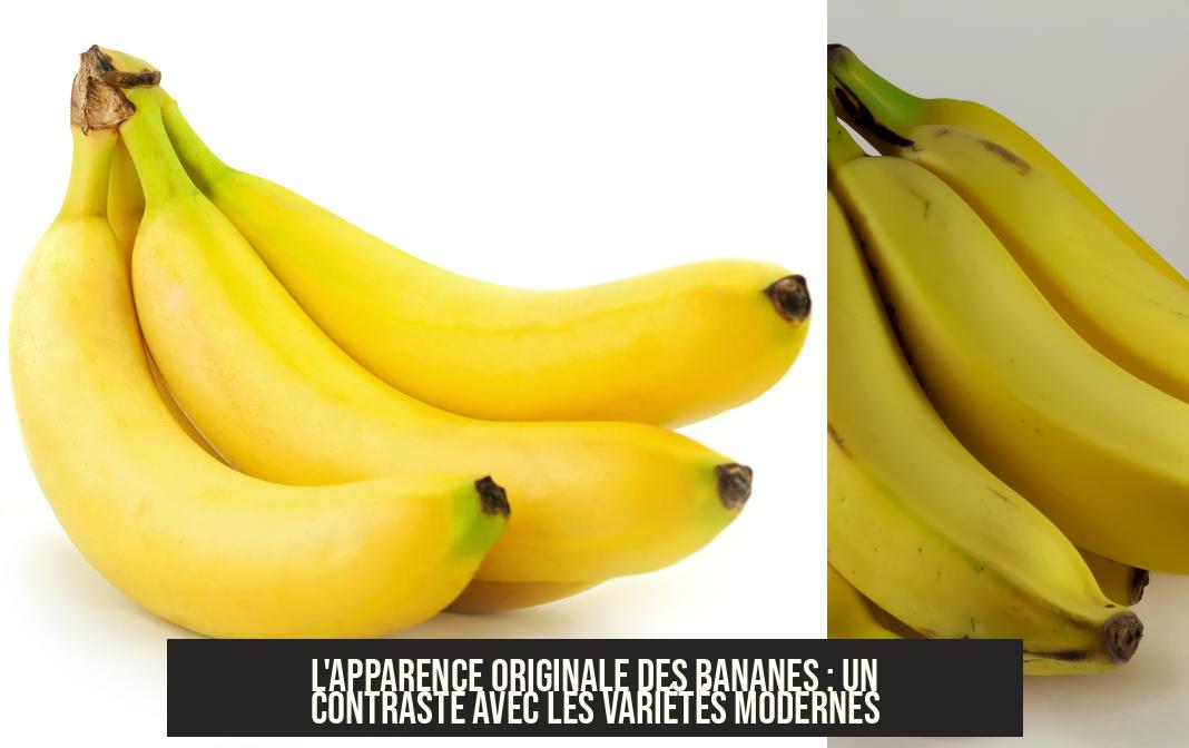 L'apparence originale des bananes : un contraste avec les variétés ...