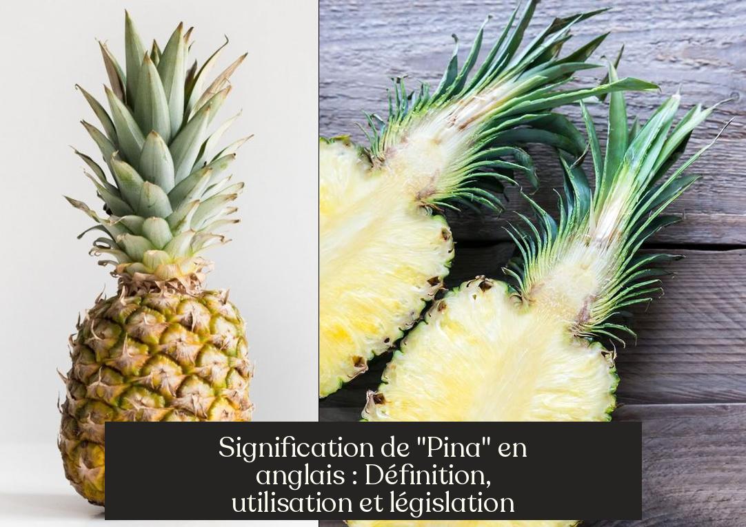 Signification de "Pina" en anglais : Définition, utilisation et ...