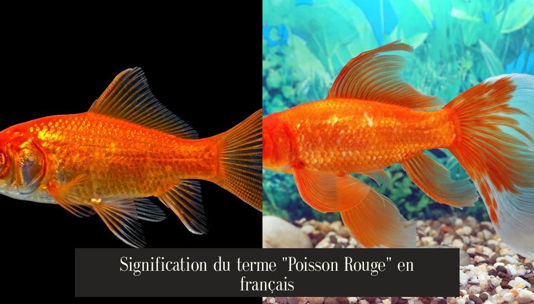 Signification du terme "Poisson Rouge" en français | Carrée | Recettes ...