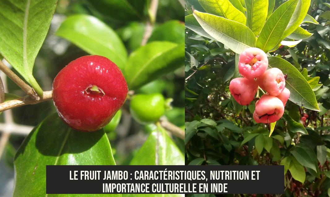 Le fruit Jambo : caractéristiques, nutrition et importance culturelle en Inde | Carrée ...