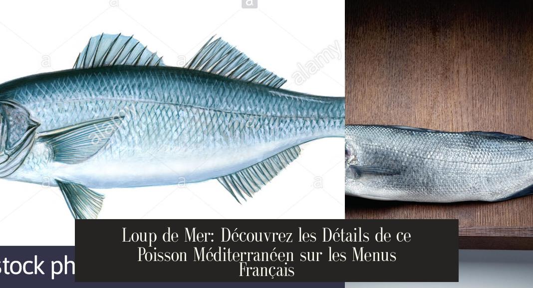 Loup de Mer: Découvrez les Détails de ce Poisson Méditerranéen sur les ...