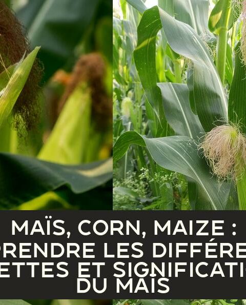 Pule : Le fromage le plus cher au monde et ses secrets de fabrication ...