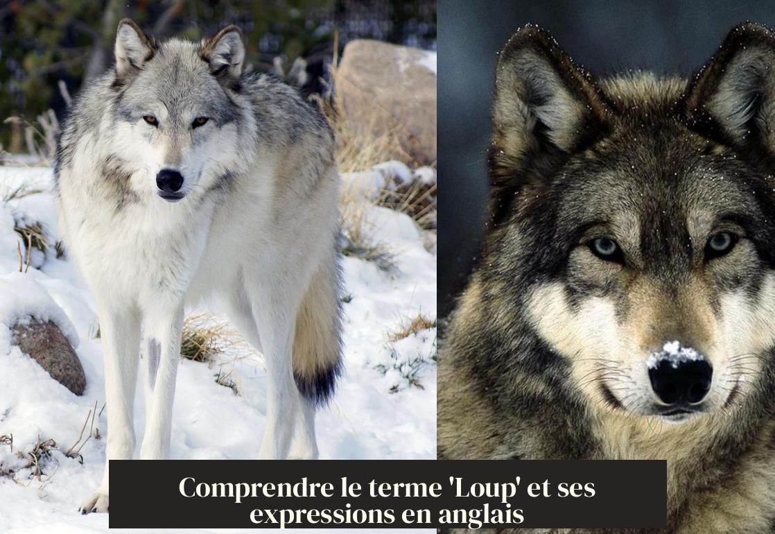Comprendre le terme 'Loup' et ses expressions en anglais | Carrée ...