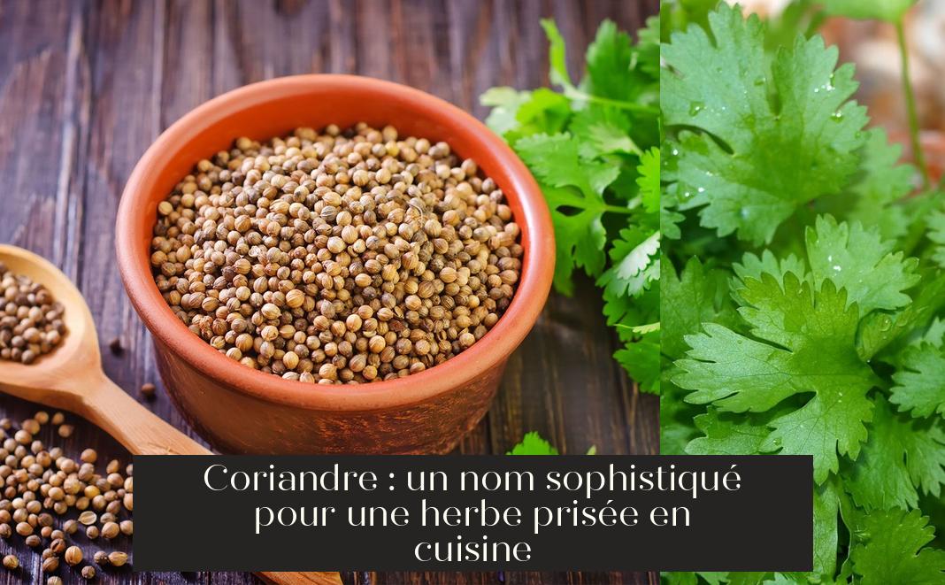 Coriandre : un nom sophistiqué pour une herbe prisée en cuisine ...