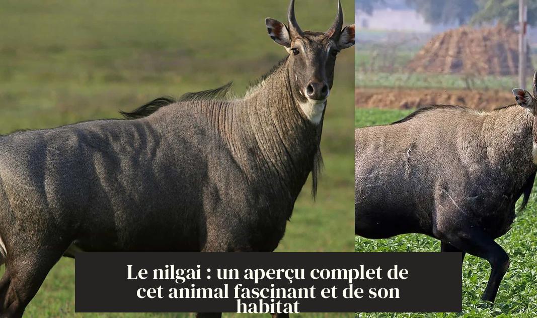 Le nilgai : un aperçu complet de cet animal fascinant et de son habitat ...