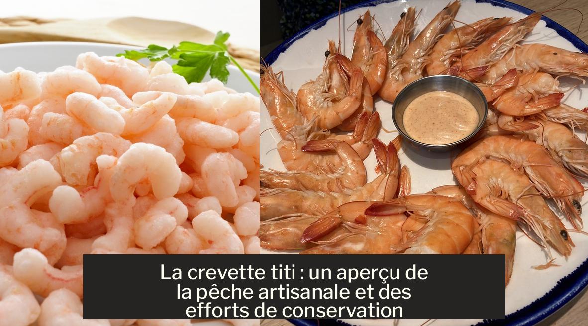 La crevette titi : un aperçu de la pêche artisanale et des efforts de ...