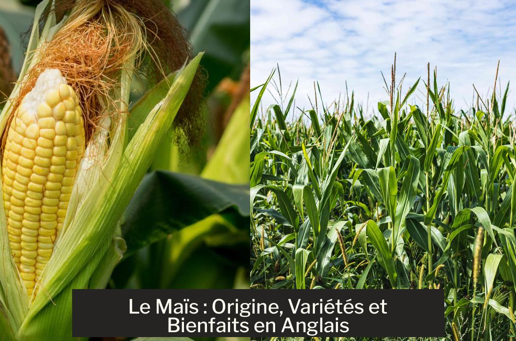 Le Maïs : Origine, Variétés et Bienfaits en Anglais | Carrée | Recettes ...