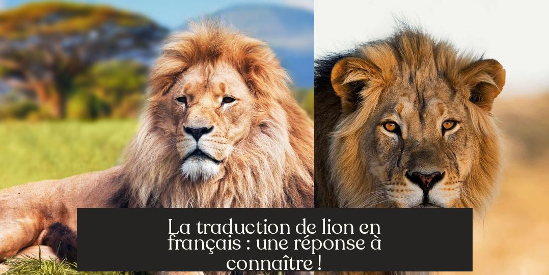 La traduction de lion en français : une réponse à connaître ! | Carrée ...