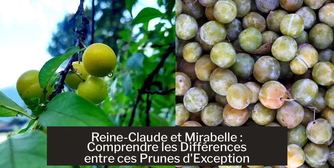 Reine-Claude et Mirabelle : Comprendre les Différences entre ces Prunes ...
