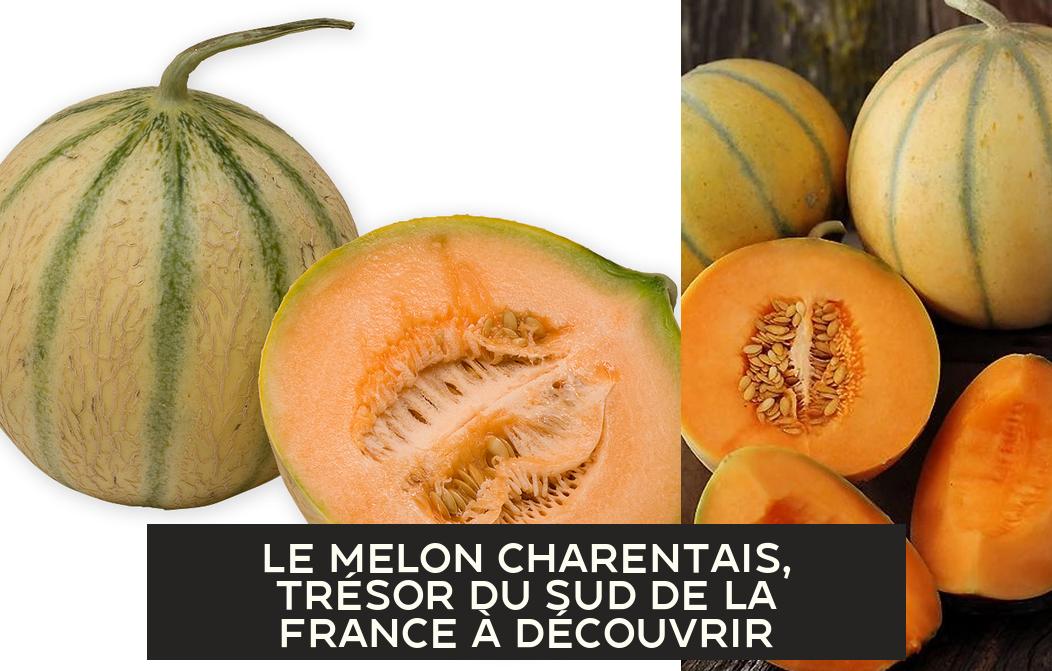 Le melon Charentais, trésor du sud de la France à découvrir | Carrée ...