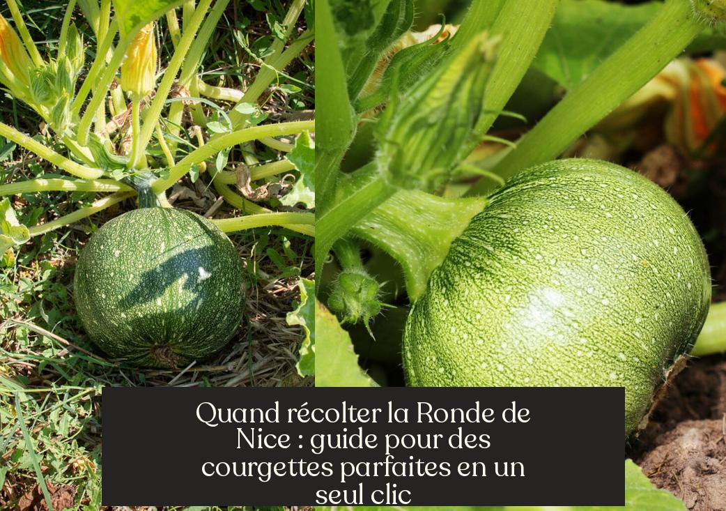 Quand récolter la Ronde de Nice : guide pour des courgettes parfaites ...