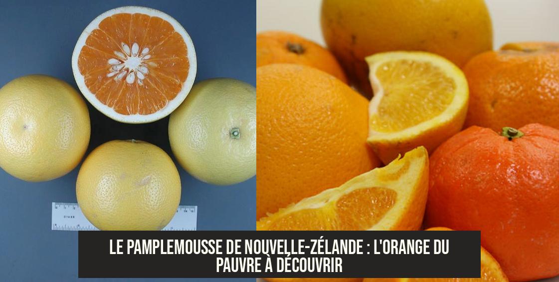 Le Pamplemousse de Nouvelle-Zélande : L'Orange du Pauvre à Découvrir ...